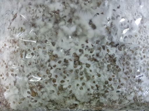 Online Course On How To Make Mushroom Spawn